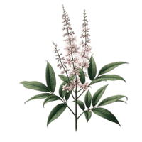 Blood Pressure Herb Tea | Healthy Levels